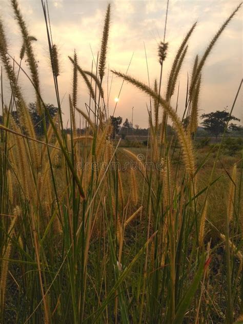 Grass Flowers In The Sids Of Highway Jakarta Outer Ring Road Stock