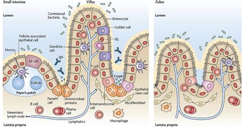 Intestinal Mucosal Immunity Clinical Tree
