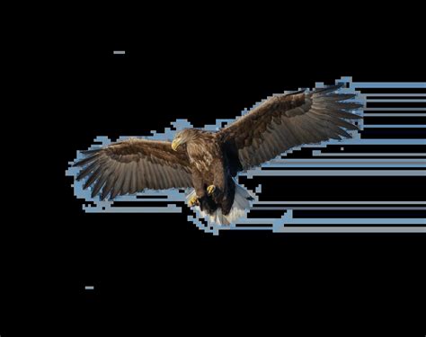 Seeadler Wildtiere In Europa