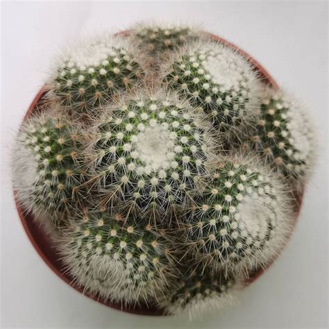 Cactus Parodia Tabularis Clustering Dudu Wholesale Rare Live Succulents Plants Grower