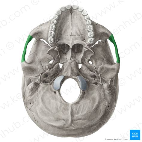 Zygomatic Arch Anatomy