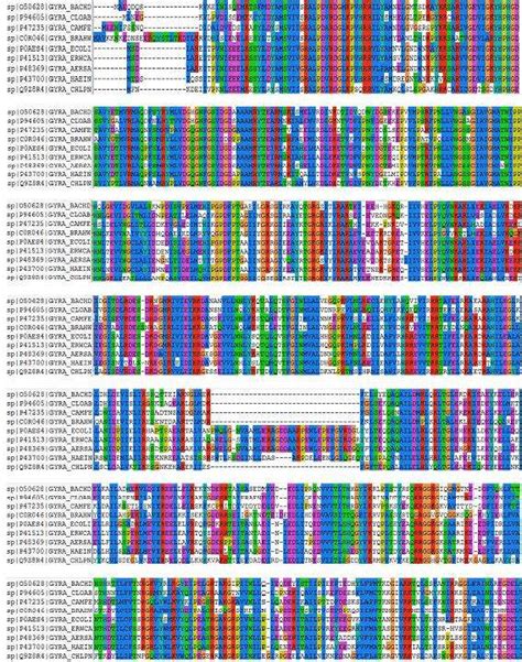 Multiple Sequence Alignment Of Gyrase Subunit A Using Clustalx