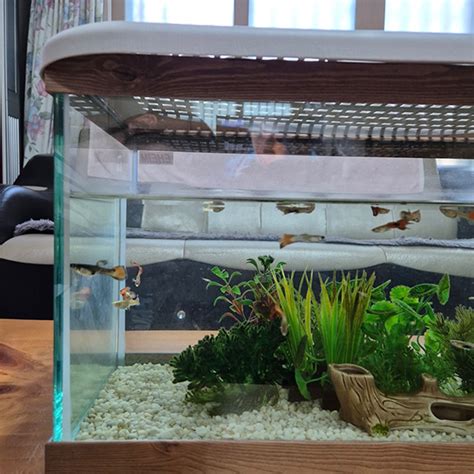 금붕어 종류 및 특징과 어항 뚜껑 설치 시 장단점 네이버 블로그