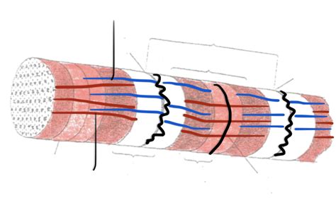 Biology Single Myofibril Structure Diagram Quizlet