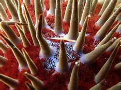 Categoryacanthaster Planci Anatomy Wikimedia Commons