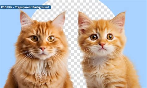 Premium Psd Set Of Orange Cats Detailed Look At Kitten And Adult