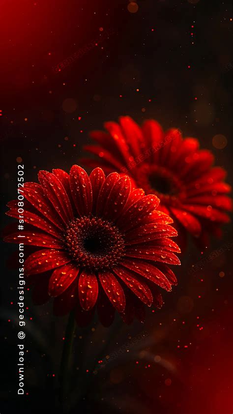 Gerbera Wallpapers And Images