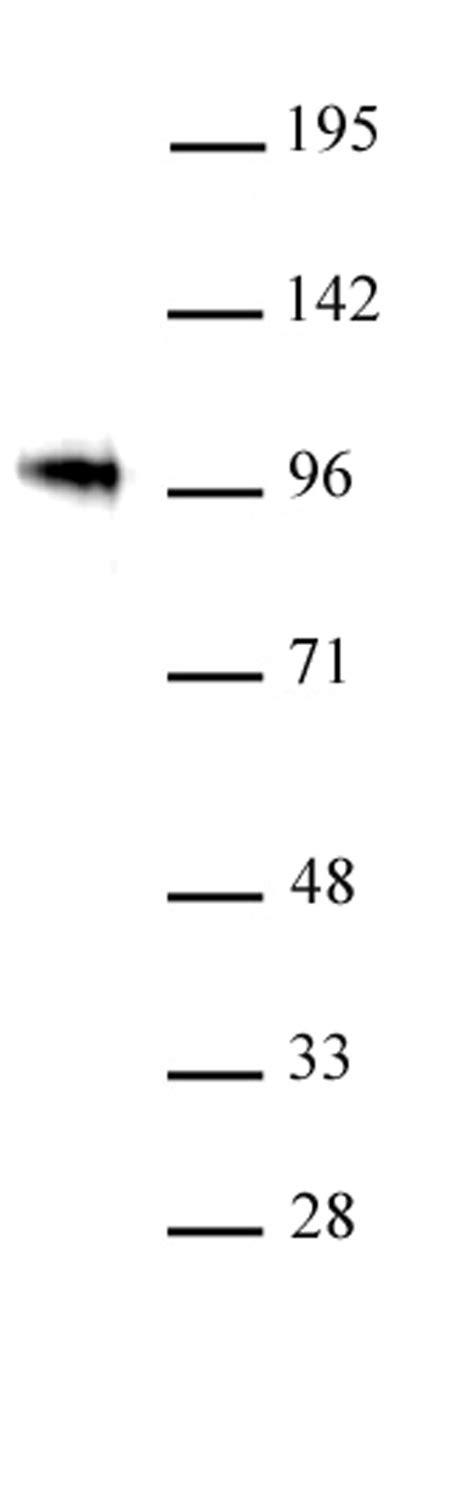 Sox6 Antibody Pab
