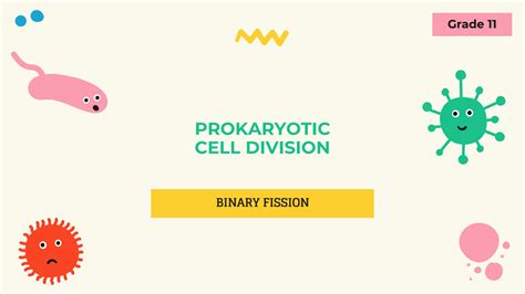 Solution Prokaryotic Cell Division Studypool