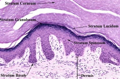 Lecture Integumentary System Flashcards Quizlet
