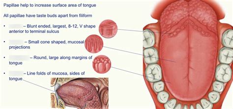 Diagram Of Papillae Quizlet