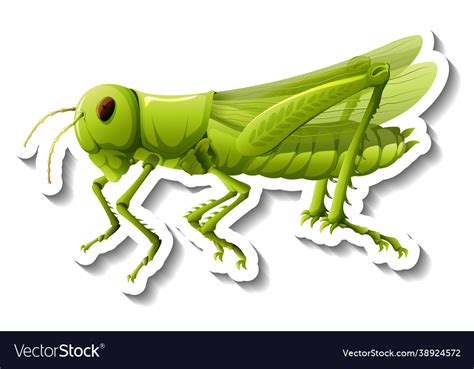 Grasshopper Template