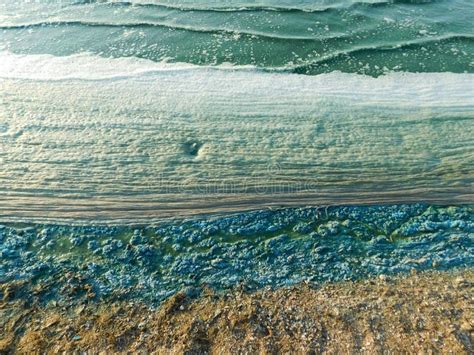 Close Up Of Blooming And Decomposing Blue Green Algae Cyanobacteria