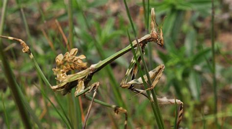 Pioniere Des Tierreichs Die Verborgene Vielfalt Der Gliederfüßer Namu