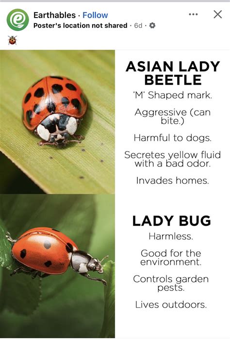 Best 13 Ladybug Life Cycle Artofit