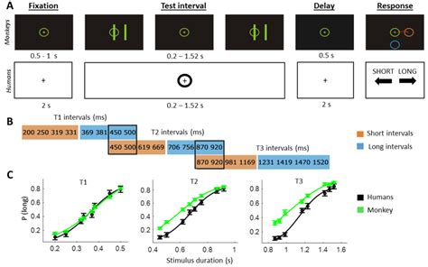 Temporal Categorization Task A Schematic Of The Time Interval