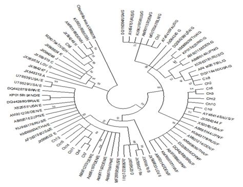 Figure 1 From Chlamydia Trachomatis Genotypes In Sexually Transmitted