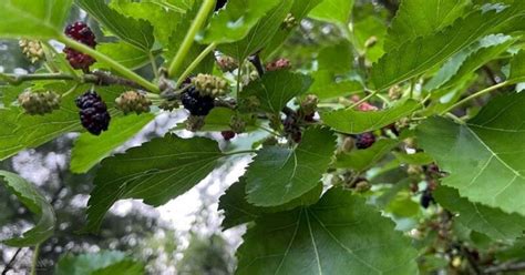 10 Best Trees To Plant For Deer In Texas Food And Habitat