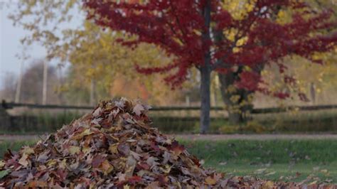 Jumping Into Leaf Pile Videos And Hd Footage Getty Images