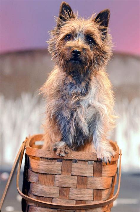 Woodland Hills Wizard Of Oz Lands A Pair Of Four Legged Pros
