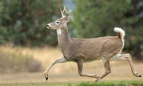 Deer Spiritual Meaning Symbols And Synchronicity