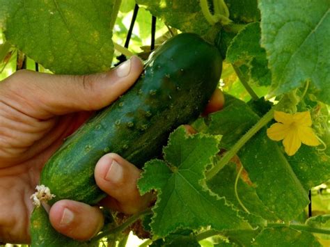 Огурец кустовой: характеристики, описание сортов, фото и отзывы ...
