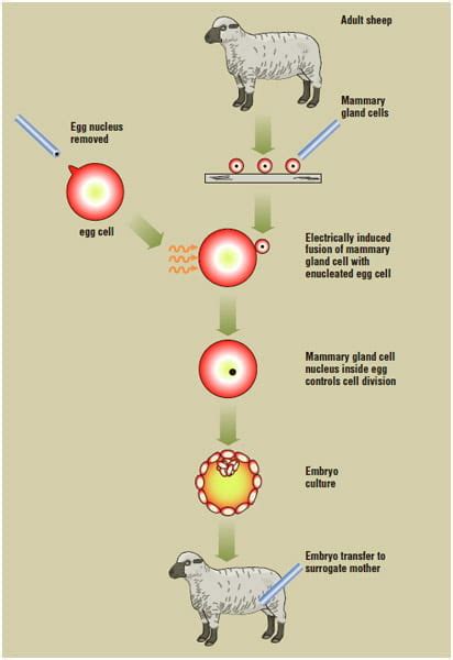 Reproductive Cloning