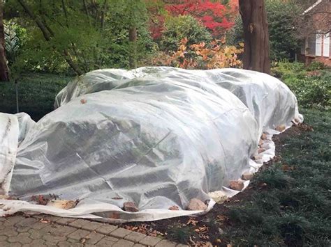 6 Tips For Winterizing Summer Crush Hydrangea World Of Garden Plants