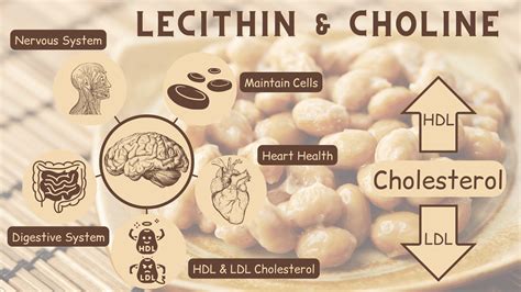 Lecithin Benefits Nerves At Maria Couch Blog