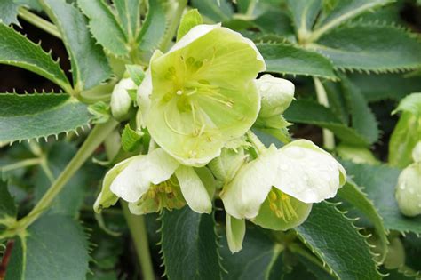 Cómo Cuidar Un Helleborus O Rosa De Navidad Guía Completa Y Cuidados