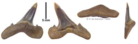 Isurolamna Affinis Casier 1946