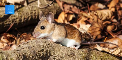 White Footed Mouse Archives