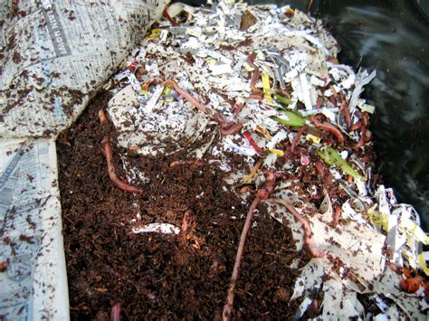 What Causes Worms In Garbage At Rickey Park Blog