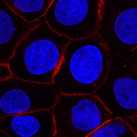How To Perfom Psf Generation And Image Deconvolution Using