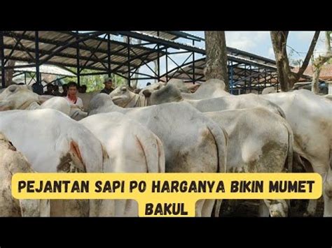 Bakul Pada Sambat,Harga Bakalan & Pejantan Sapi PO Di Pasar Kebumen ...