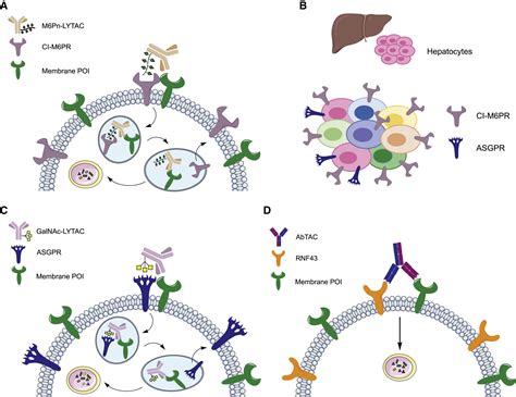 Degradation From The Outside In Targeting Extracellular And Membrane