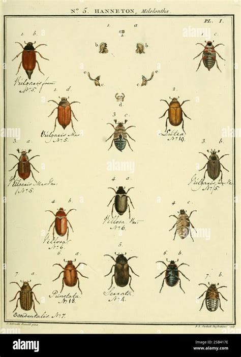 Entomologie Ou Histoire Naturelle Des Insectes A Paris De L