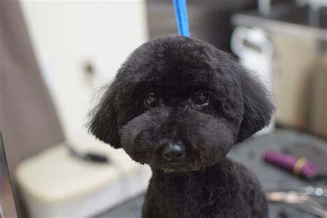 ご来店のわんs♡ Prindol Salonのブログ