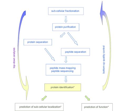 Bioinformatic Tools In Proteomic Strategies Different Steps Are