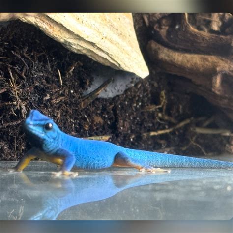 Electric Blue Day Gecko Juvenile Lygodactylus Williamsi