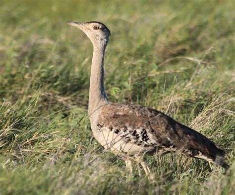 Australian Bustard Birds In Backyards