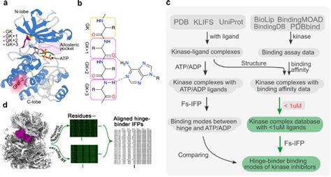 How Ligands Interact With The Kinase Hinge Pmc