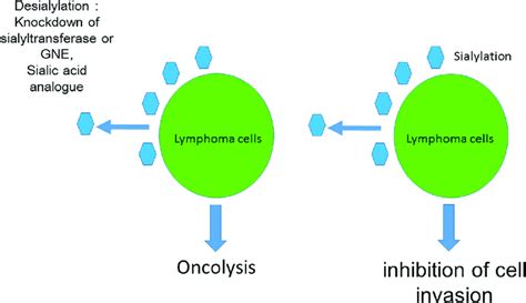 Desialylation Of Cell Surface Glycans As A Strategy For Lymphoma