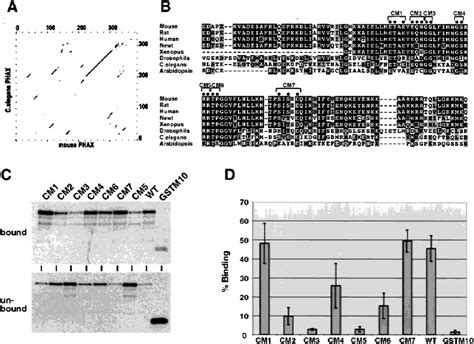 The Phax Rna Binding Domain Is Conserved A Similarity Plot Analysis Download Scientific