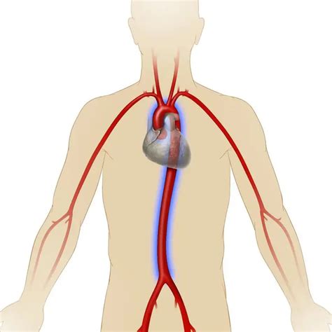 Ascending Aorta Description And Photo Medicine