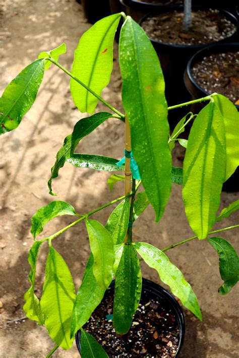 Achacha Tree Utopia Trees