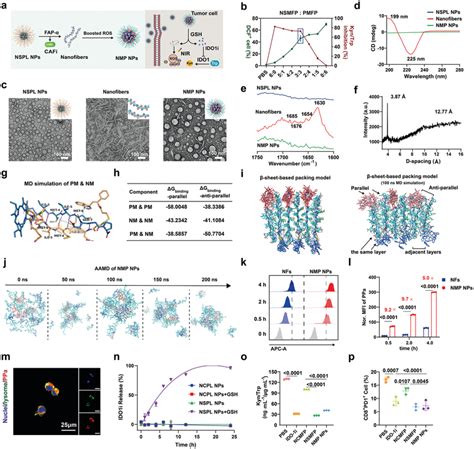 pdc‐based self‐adaptive nanoregulator mitigates cd8⁺ t‐cell exhaustion