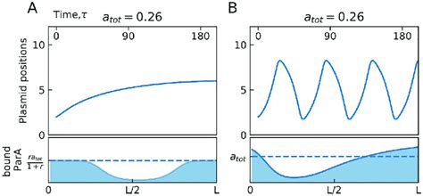 Parb Complex Dynamics For Different Cases Of Para Rebinding A