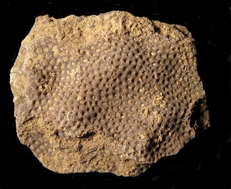 Bryozoa 12 Cochise College Geology
