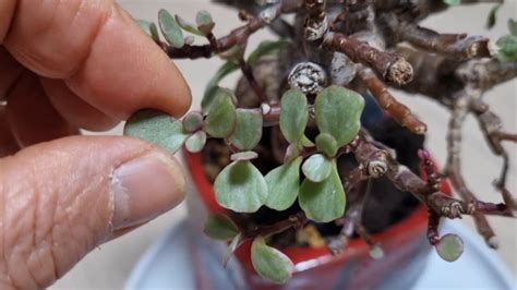 다육이물주기 반응이 없으면 꼭 확인하고 물주어야 실패하지 않아요 다육이 종류에 따라 물주는 방법도 다르게 초보다육키우기 Succulent 다육식물 베란다다육이